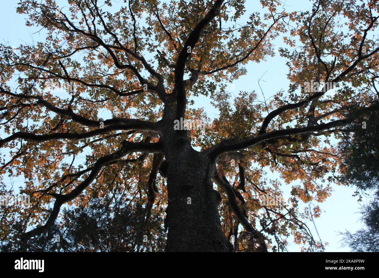 Oak tree north carolina hi-res stock photography and images - Alamy