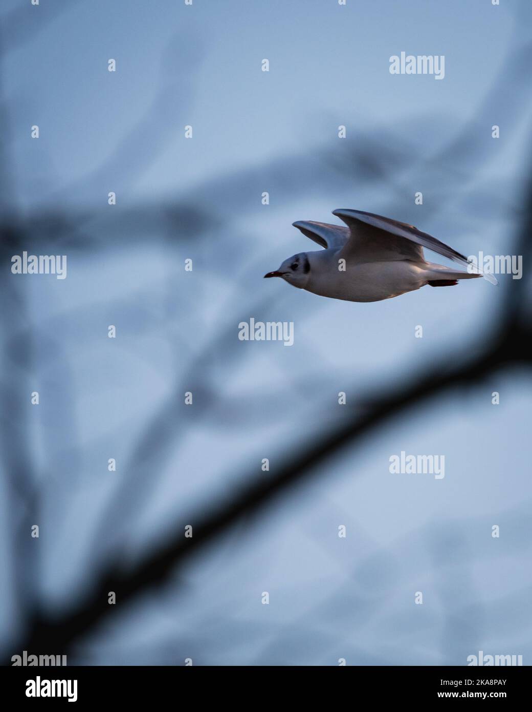 A vertical shot of a common pigeon flying in the air Stock Photo - Alamy