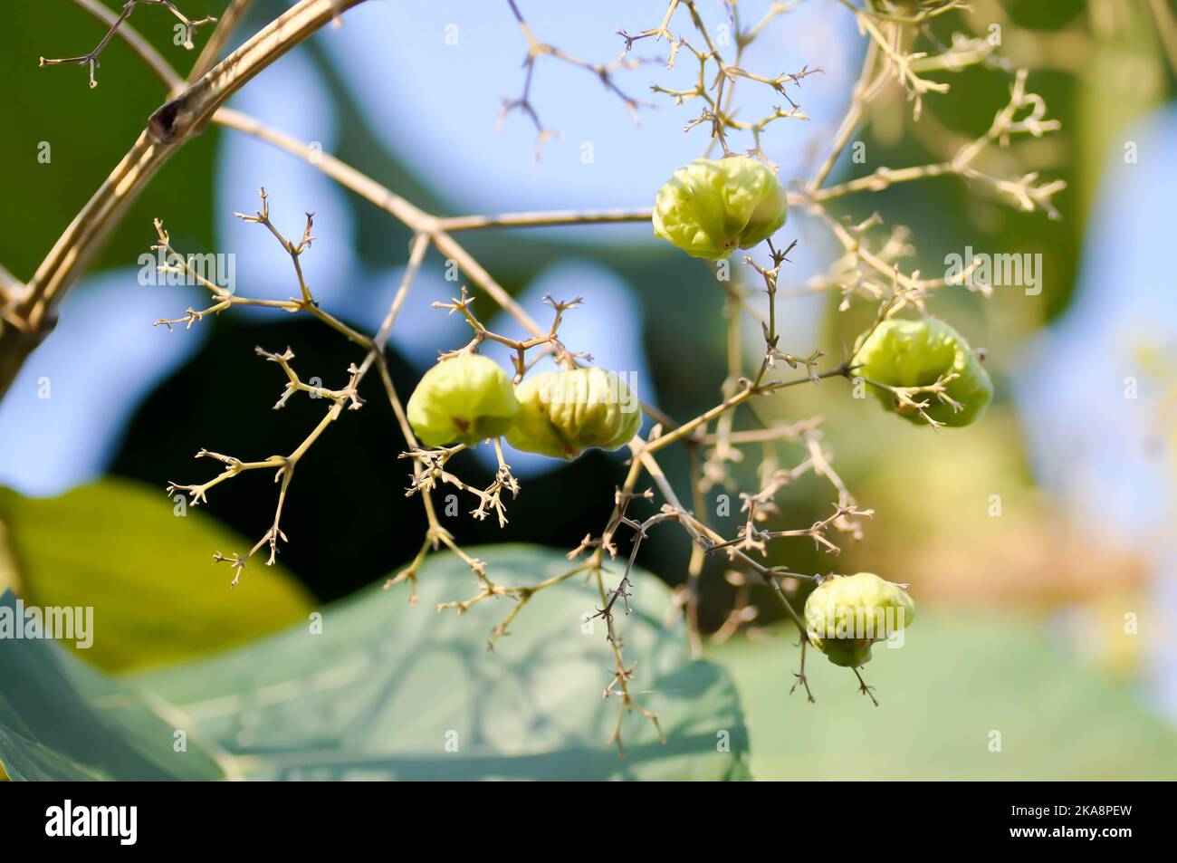 Tectona grandis seed hi-res stock photography and images - Alamy