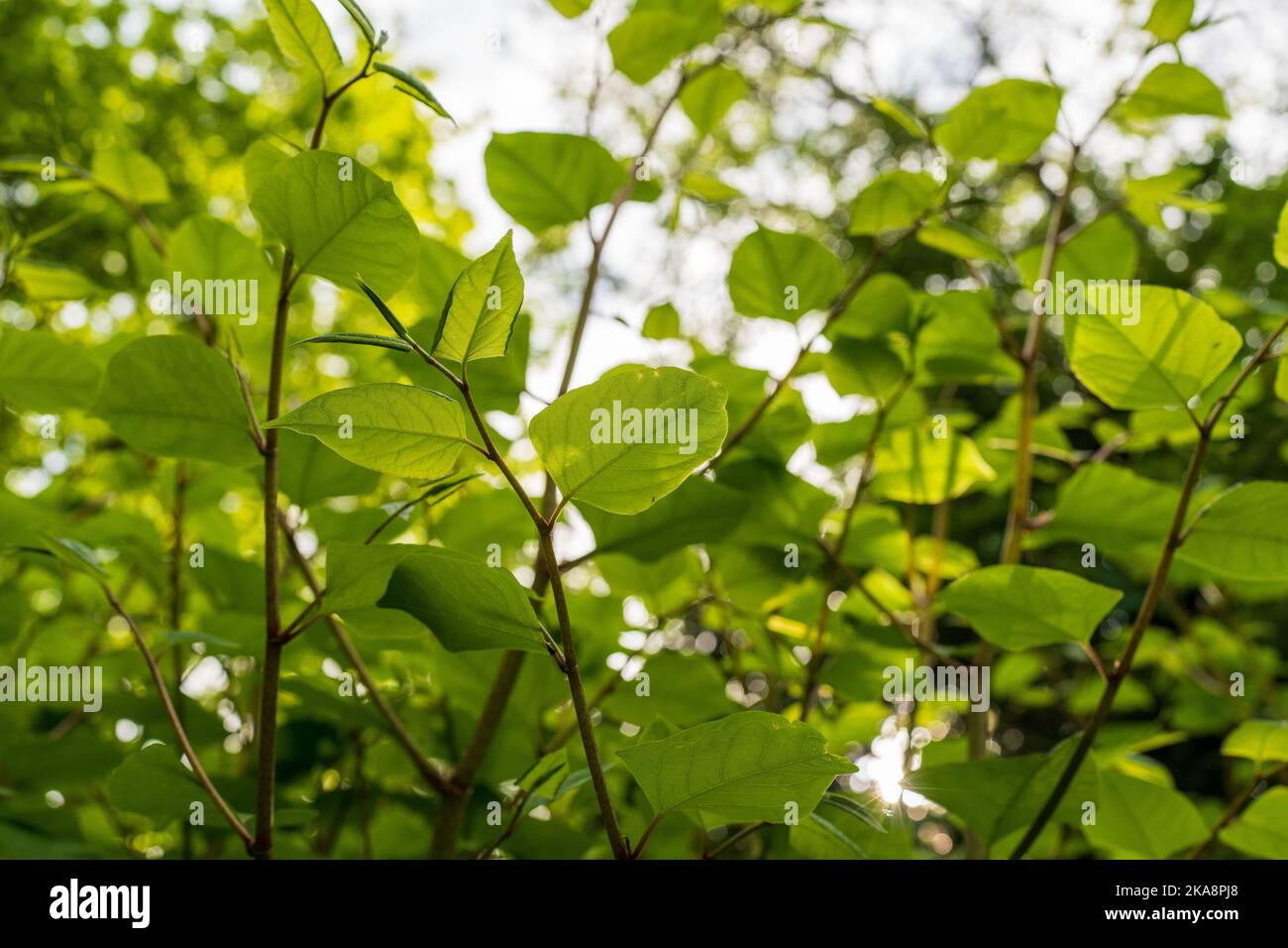Japanese Knot weed highly invasive plant difficult to remove Stock ...