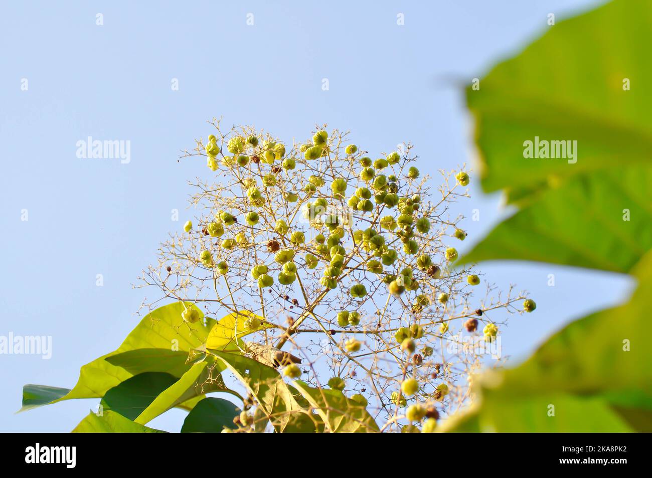 Tectona grandis seed hi-res stock photography and images - Alamy