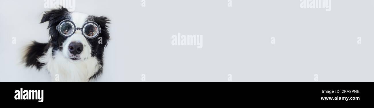 Funny puppy dog border collie in comical eyeglasses isolated on white ...