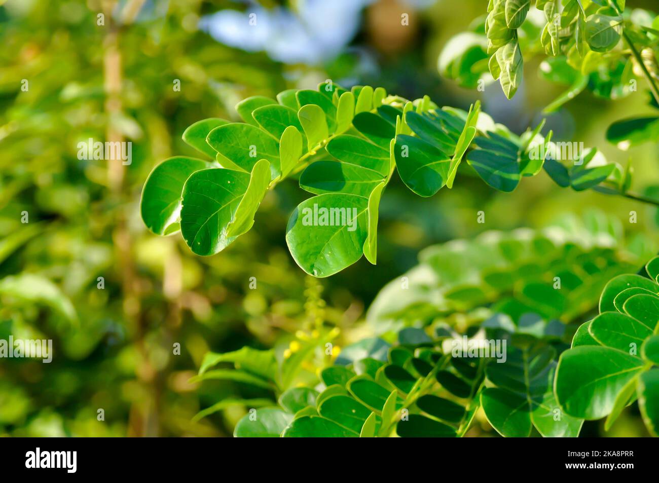 Rain tree or Samanea saman, LEGUMINOSAE MIMOSOIDEAE plant Stock Photo ...