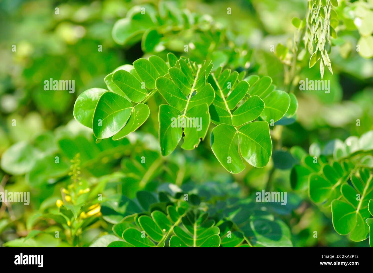 Rain tree or Samanea saman, LEGUMINOSAE MIMOSOIDEAE plant Stock Photo ...