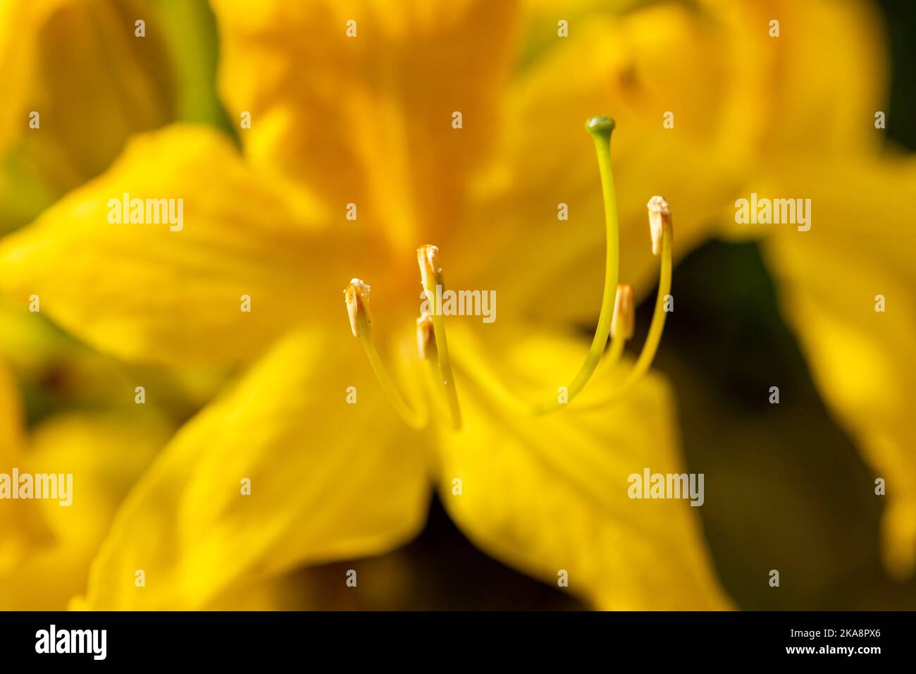 A close-up shot of a yellow Rododendron flower in a blurry background ...