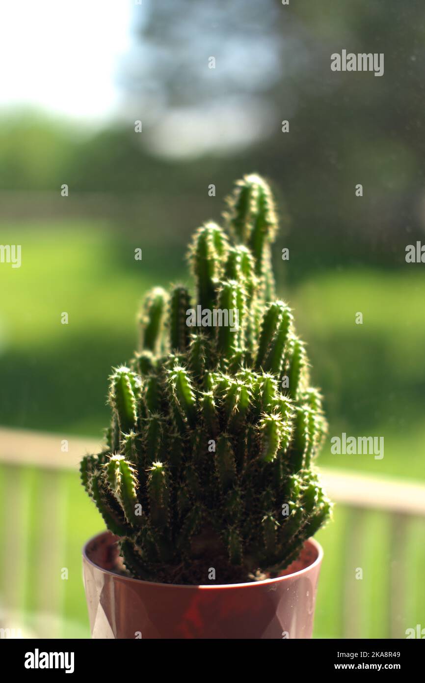 Small house cactus in pot Stock Photo - Alamy
