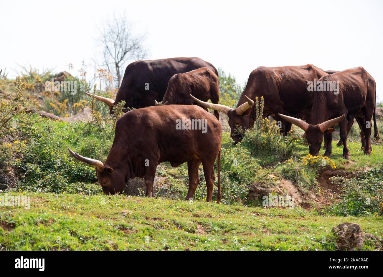 Grazing african watusi cattle hi-res stock photography and images - Alamy