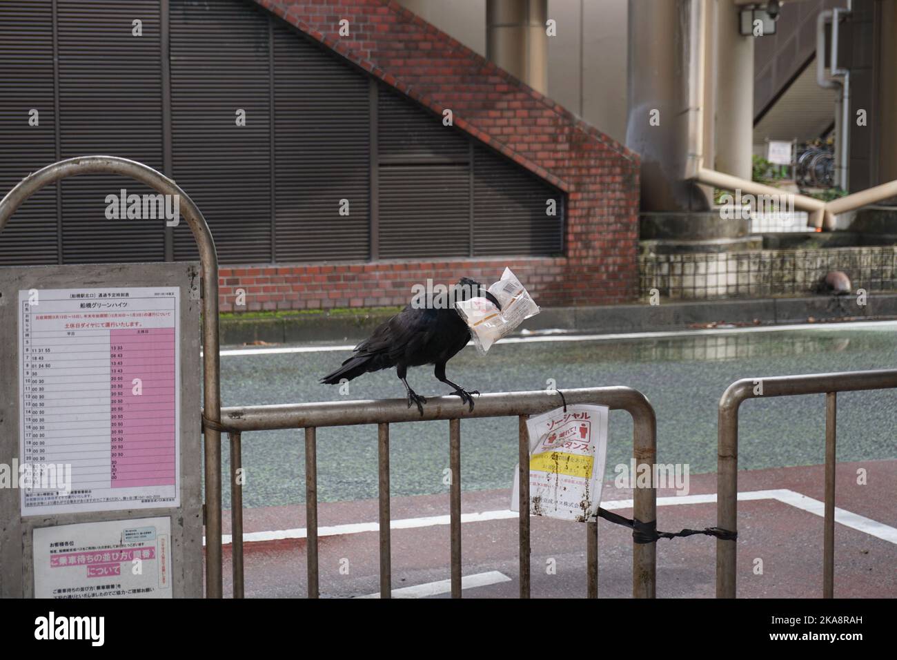A crow with a bag in its mouth at the Funabashi bus stop in Japan Stock ...