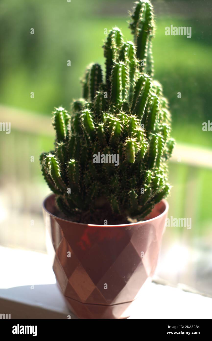 Small house cactus in pot Stock Photo - Alamy