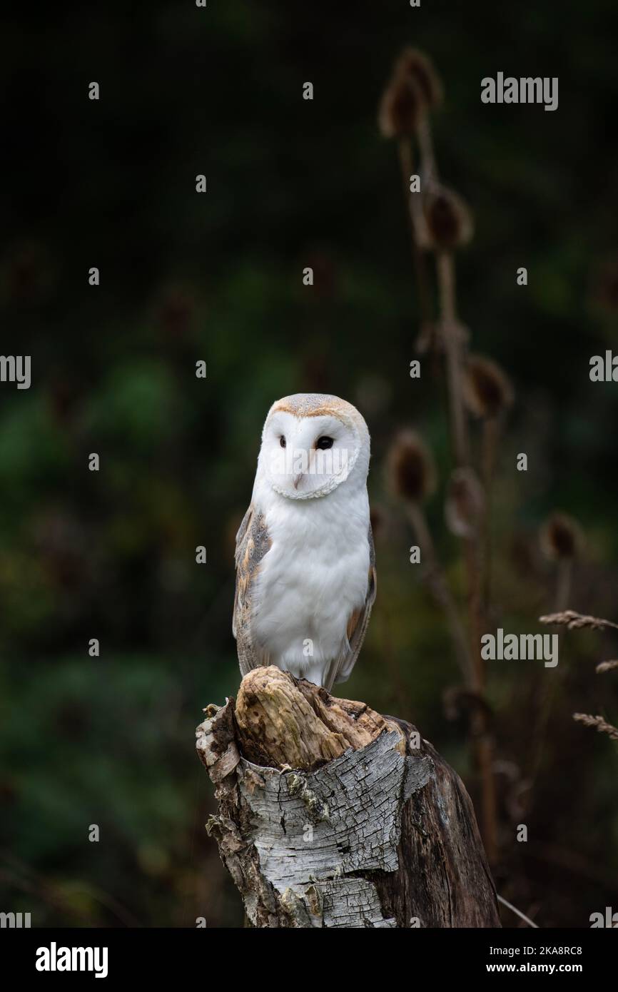 Barn Owl: Tyto alba. Captive bird, controlled conditions. Hampshire, UK ...