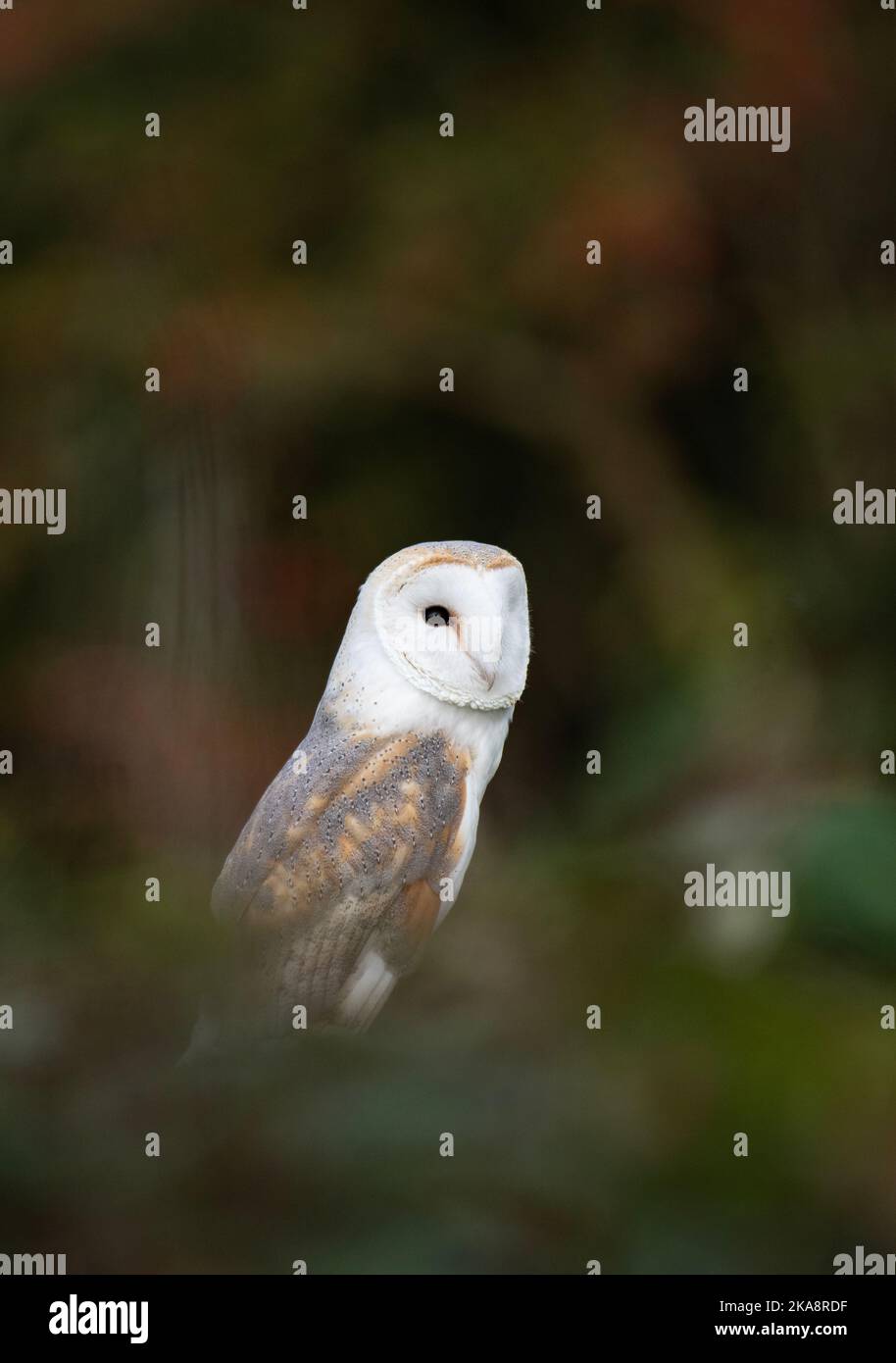 Barn Owl: Tyto alba. Captive bird, controlled conditions. Hampshire, UK ...