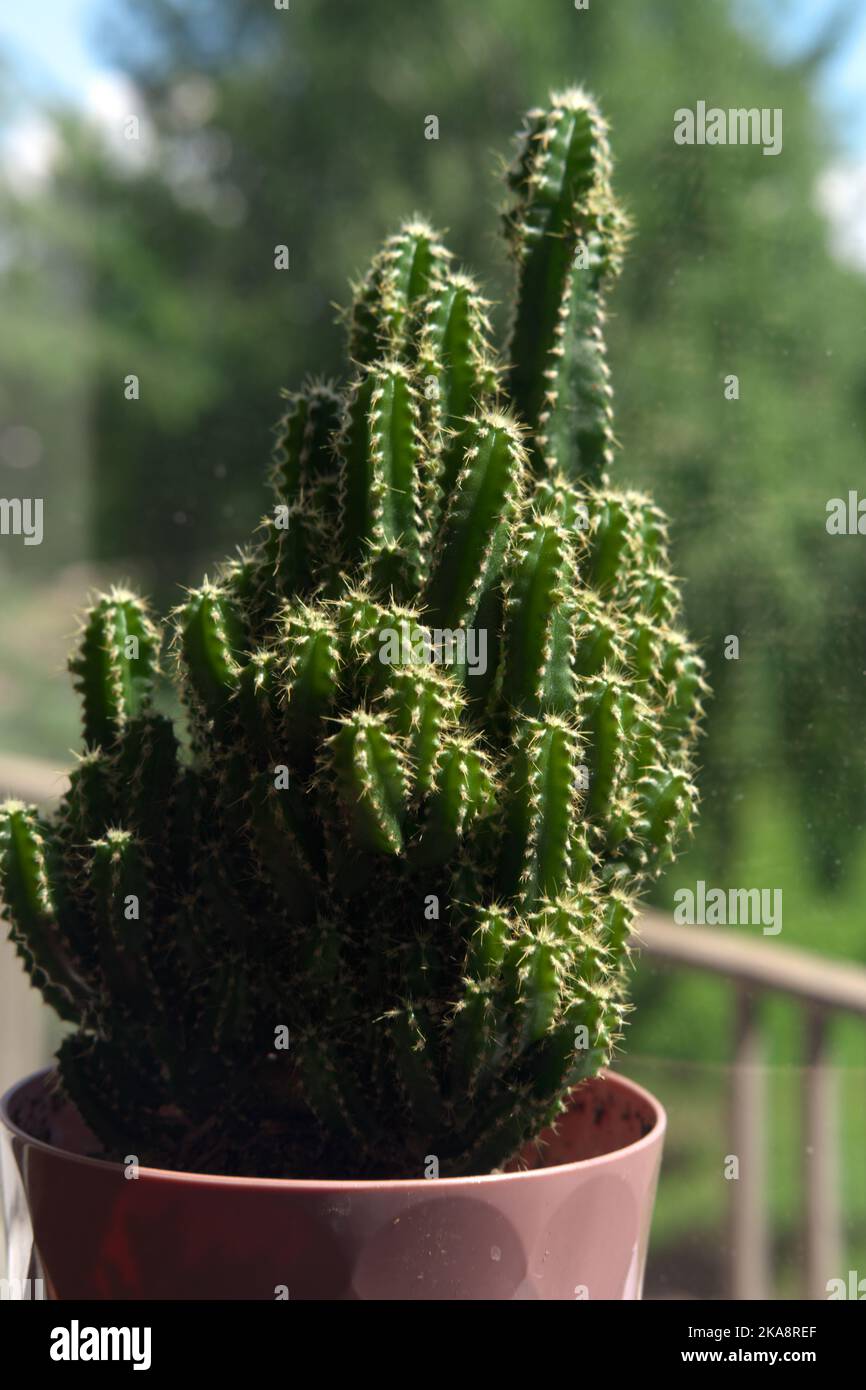 Small house cactus in pot Stock Photo - Alamy