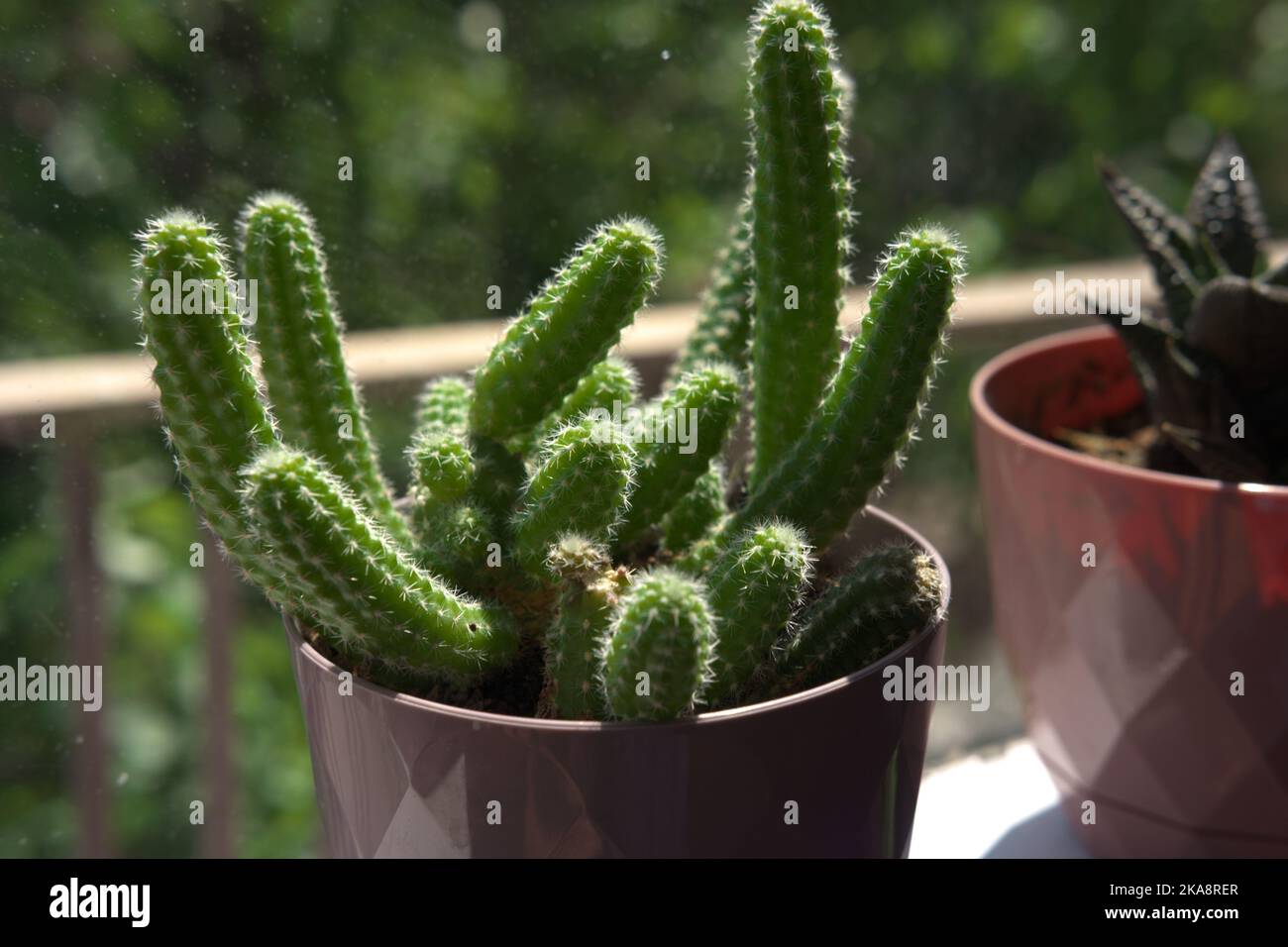 Small house cactus in pot Stock Photo - Alamy