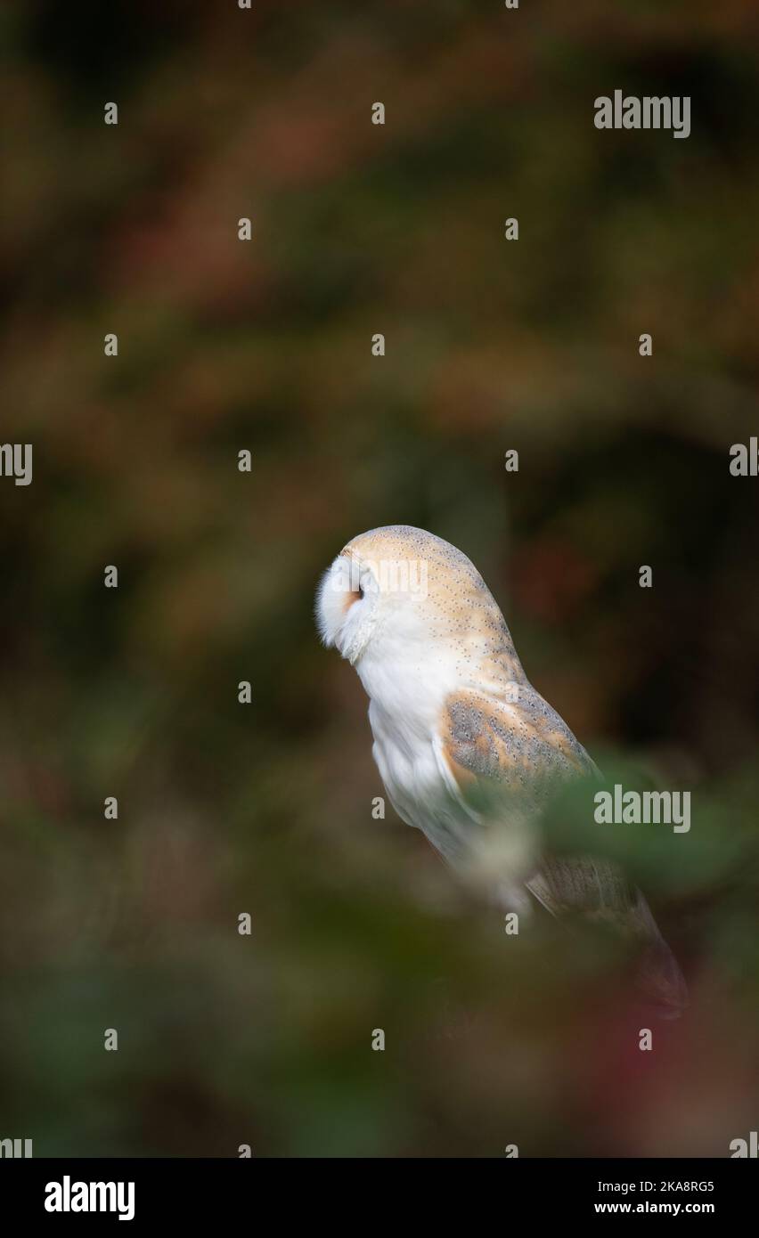 Barn Owl: Tyto alba. Captive bird, controlled conditions. Hampshire, UK ...