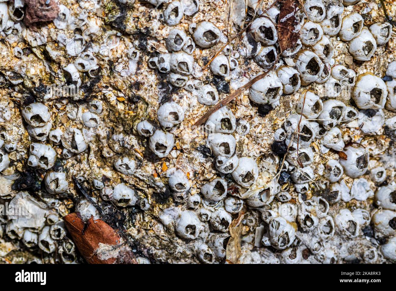 Horizontal photo of Barnacles on a rock Stock Photo - Alamy