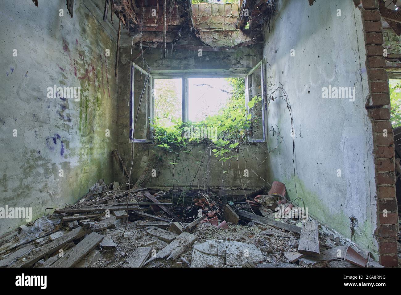 The abandoned ruined building with green vegetation on the windowsill ...