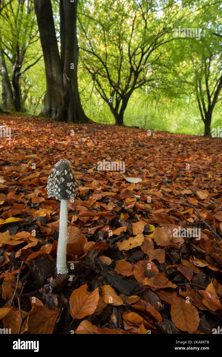 Magpie Fungus: Coprinus picaceus, in Beechwood. Surrey, UK Stock Photo ...