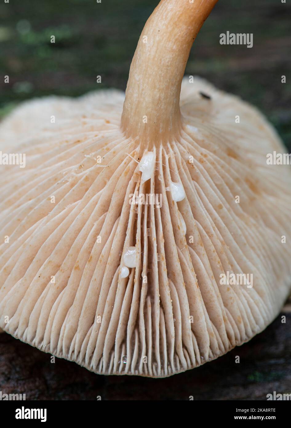 Milkcap fungus: Lactarius sp. Showing "mik" drops on gills Stock Photo ...