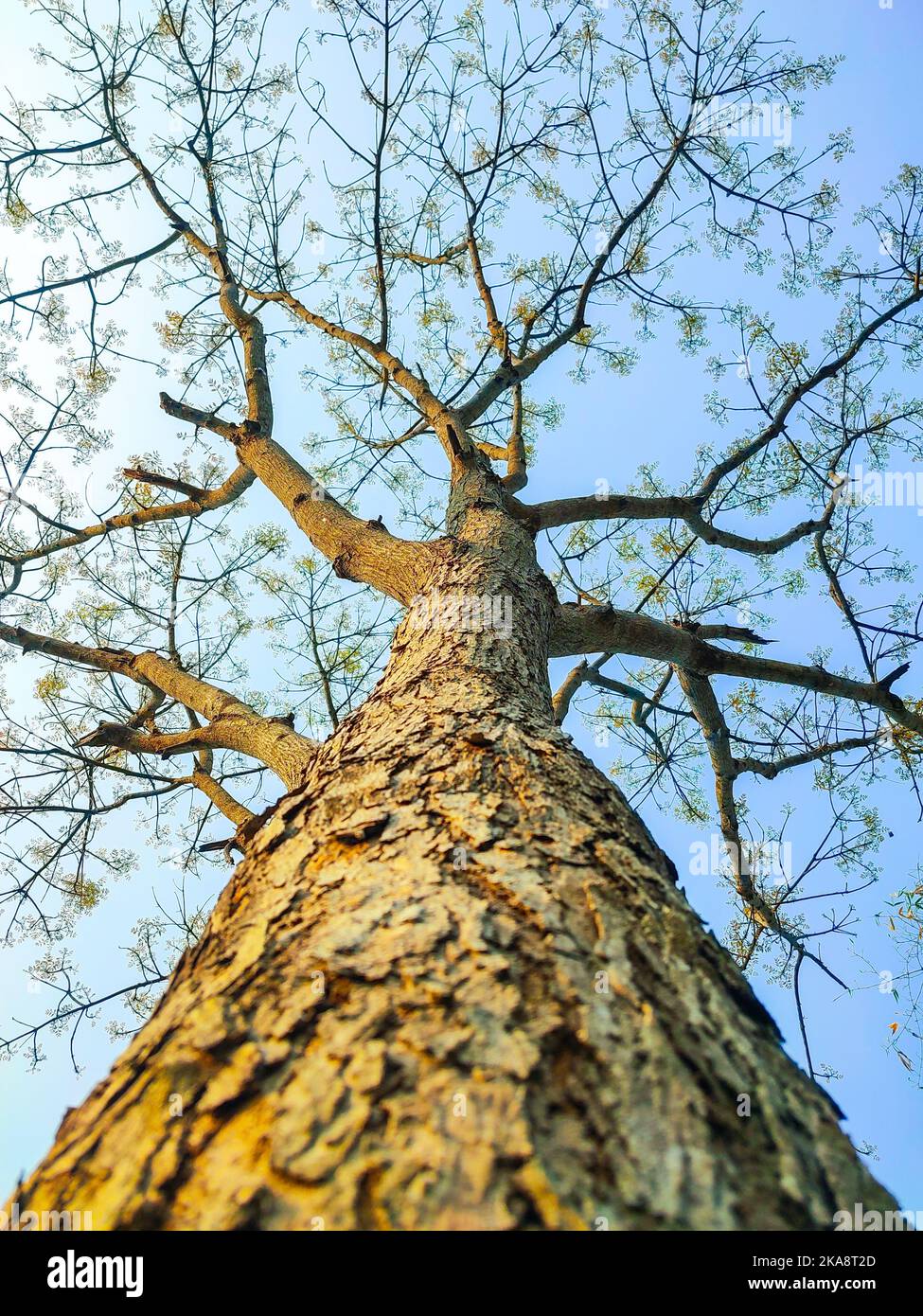 Mahogany tree hi-res stock photography and images - Alamy
