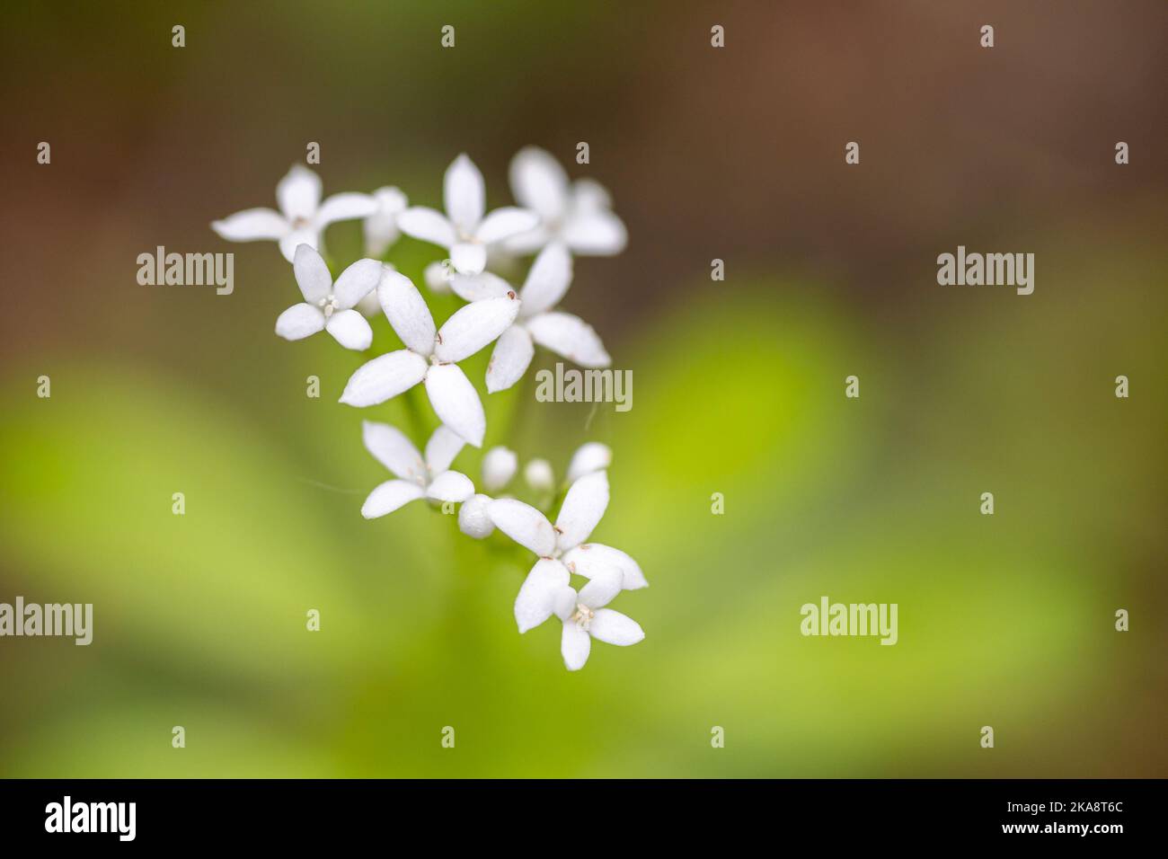 A closeup of woodruff flowers on blurred background in Csacsi arboretum ...