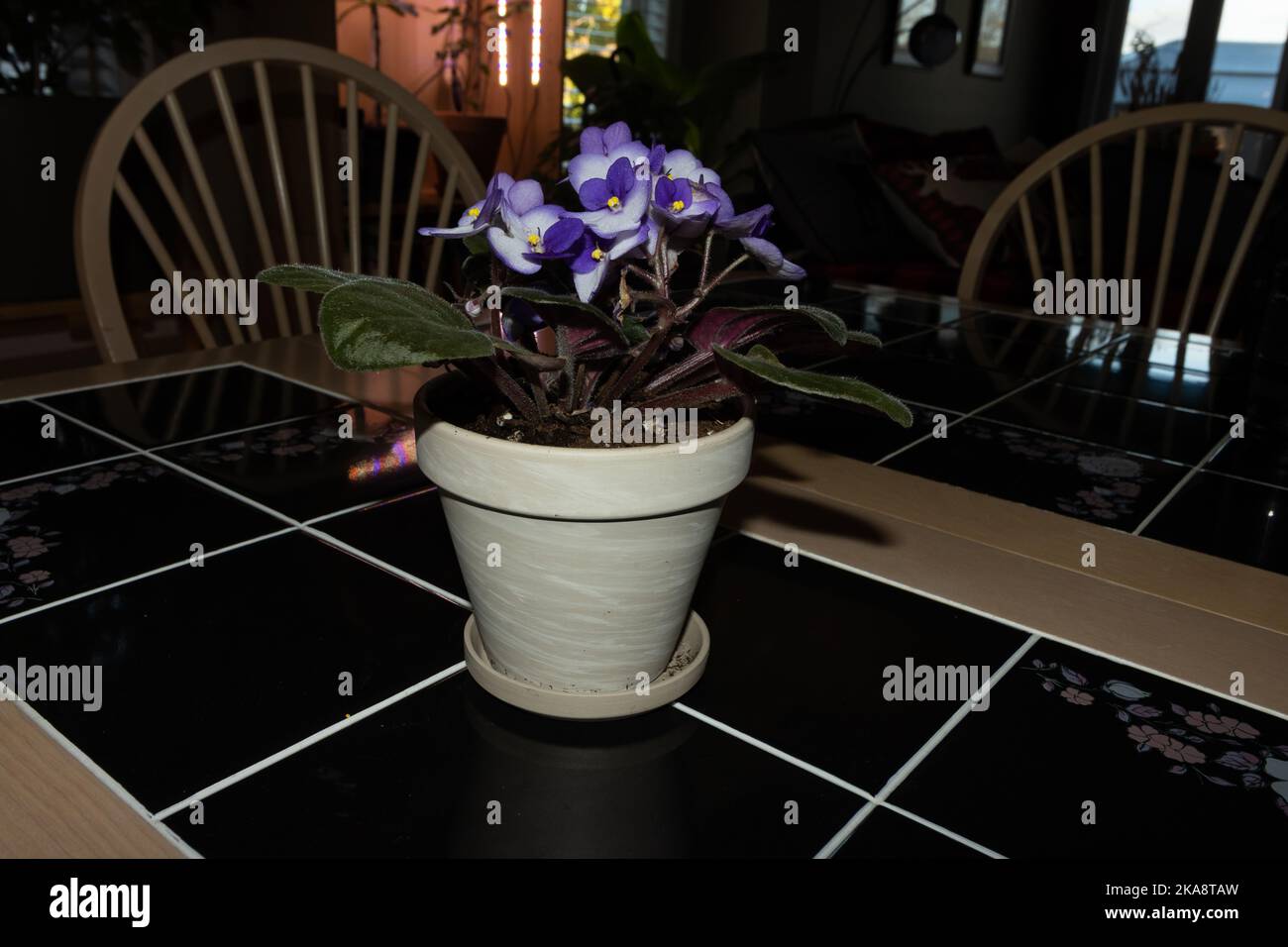 African violets hi-res stock photography and images - Alamy