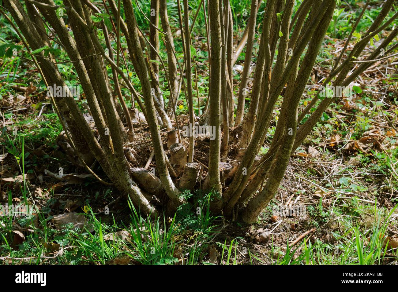 Coppice hazel garden hi-res stock photography and images - Alamy
