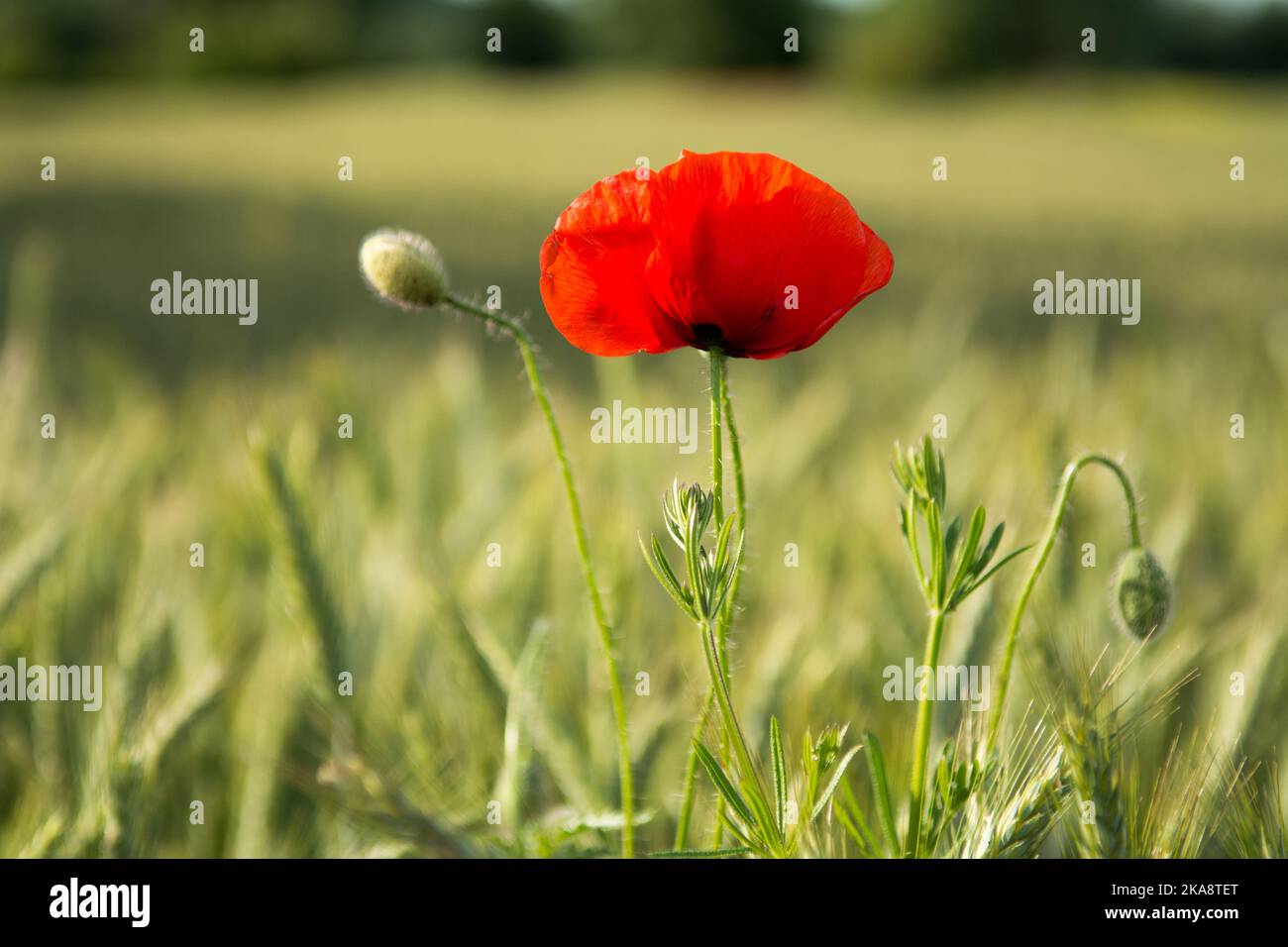Single red poppy flower with unopened buds on a rye field Stock Photo ...