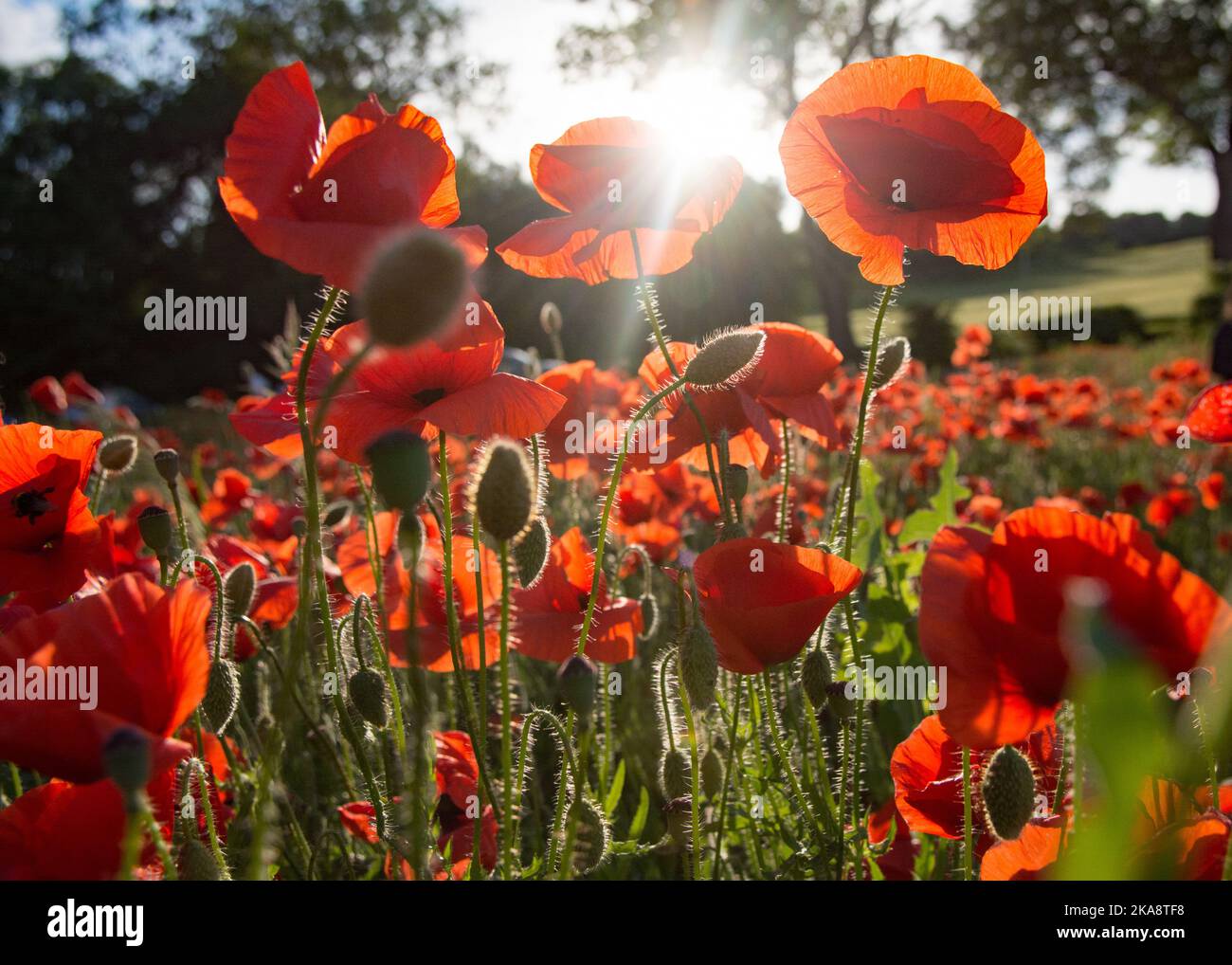 Vivid red sun setting hi-res stock photography and images - Alamy
