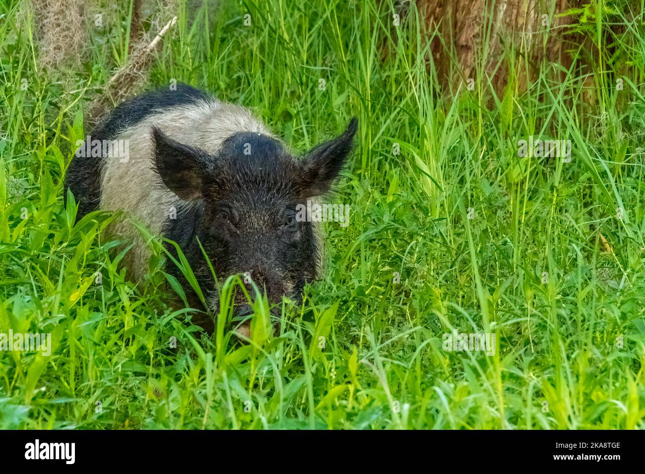 Wild boar europe white background hi-res stock photography and images ...