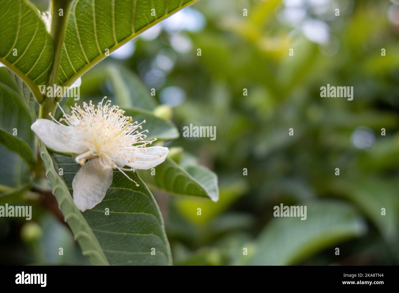 Green appl hi-res stock photography and images - Alamy