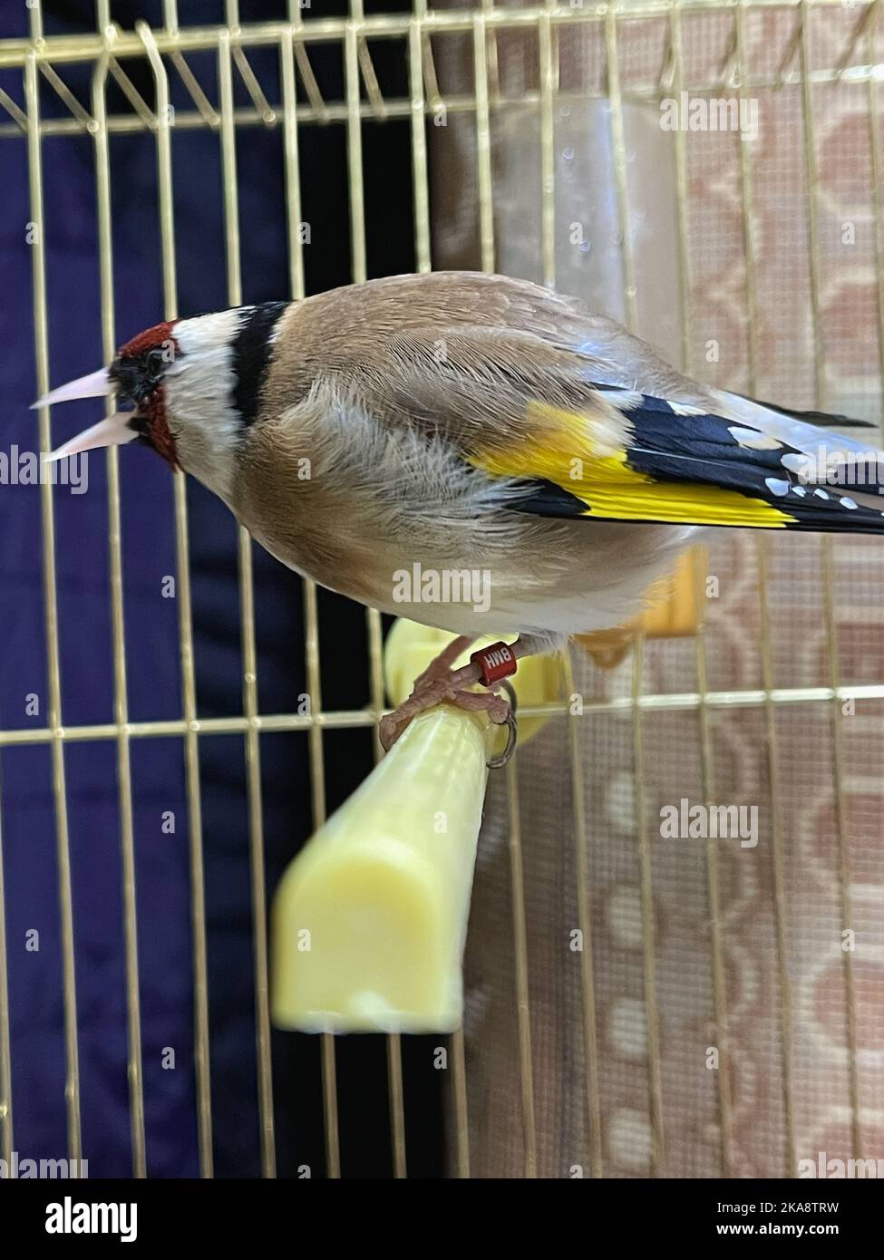 Single GoldFinch bird inside a small cage indoors Stock Photo - Alamy