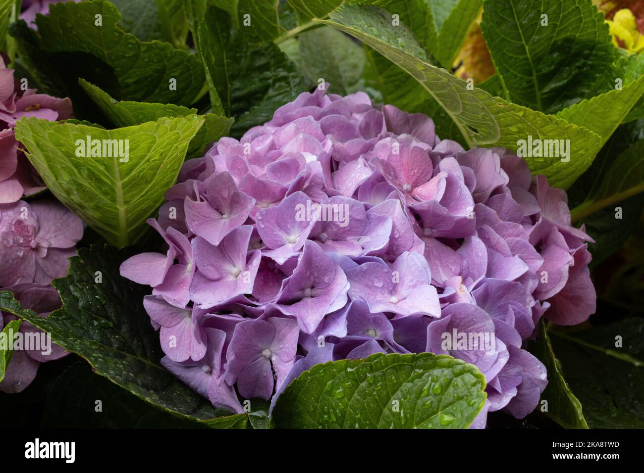 Closeup of a lilac hydrangea; hydrangea with water droplets Stock Photo ...