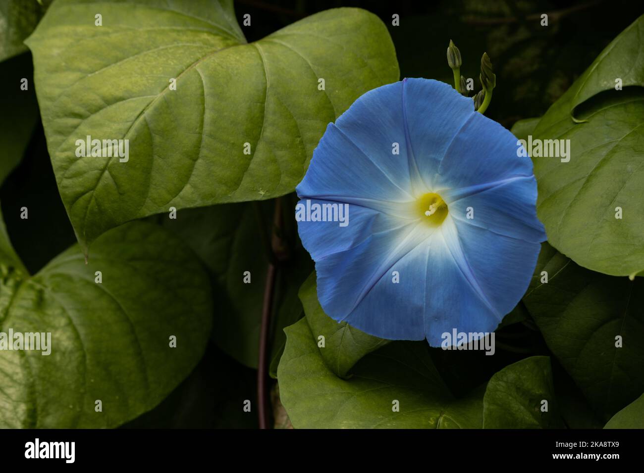 Morning glory blooms on a vine in late fall, just before the frost ...