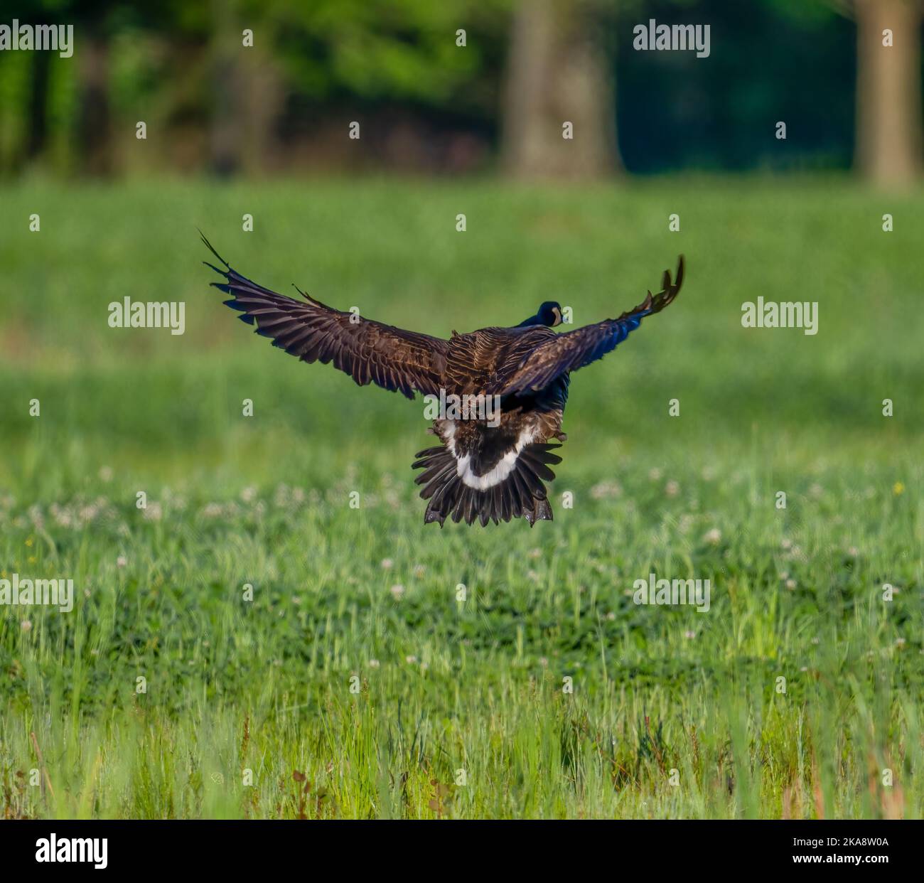 A back view of a Bald eagle flying above the grassland Stock Photo - Alamy