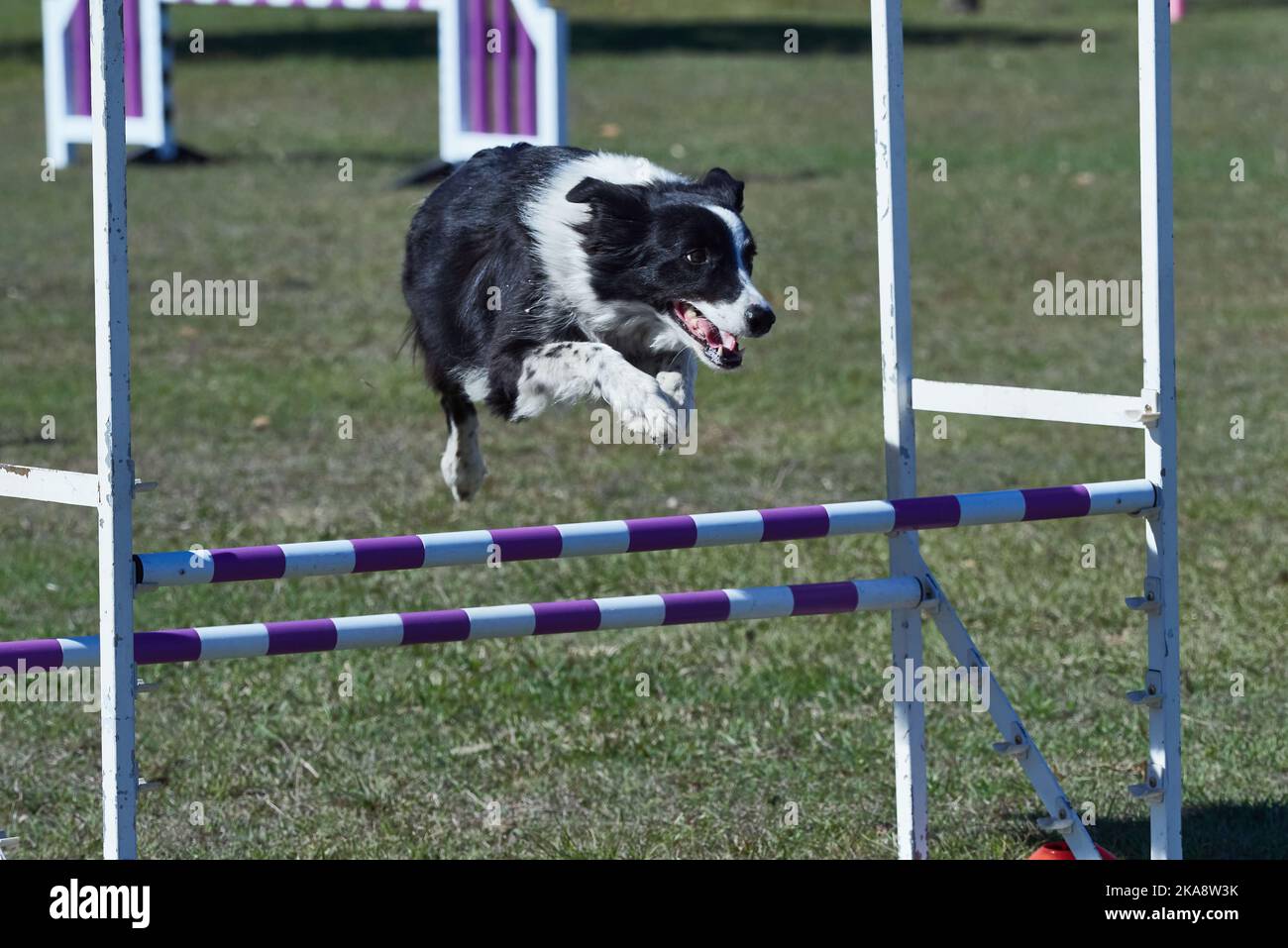 Many obstacles on a dog agility field . Dogs moving quickly from one ...