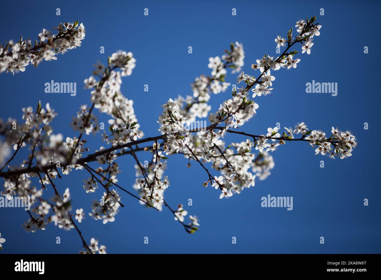 A beautiful shot of a cherry tree blossoming branch against the blue ...