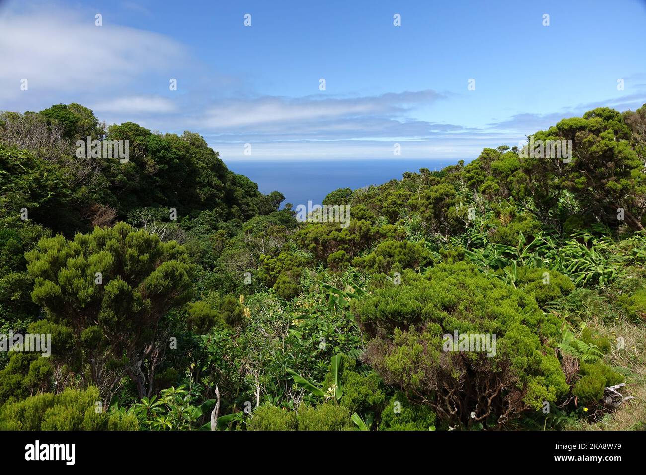 An overpass view the evergreen trees in the forest of Flores Island ...
