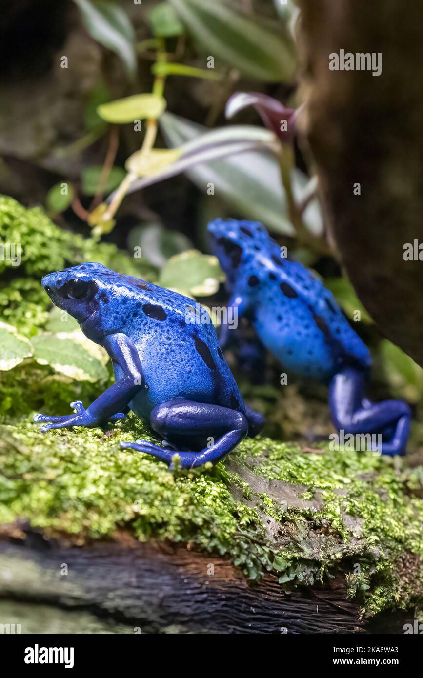 A vertical macro shot of two blue dyeing poison dart frogs (Dendrobates ...
