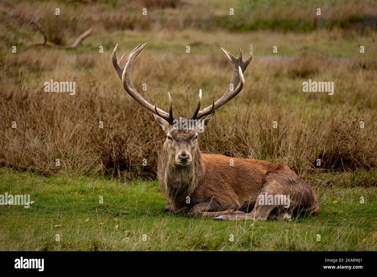 Red Deer Stag Stock Photo - Alamy