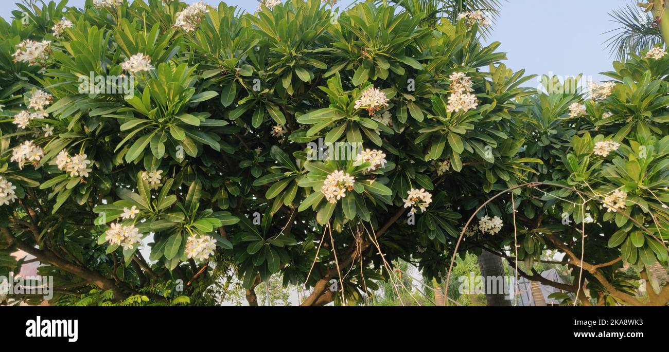 Plumeria obtuse (champa) Plumeria obtusa. Plumeria obtusa, the ...