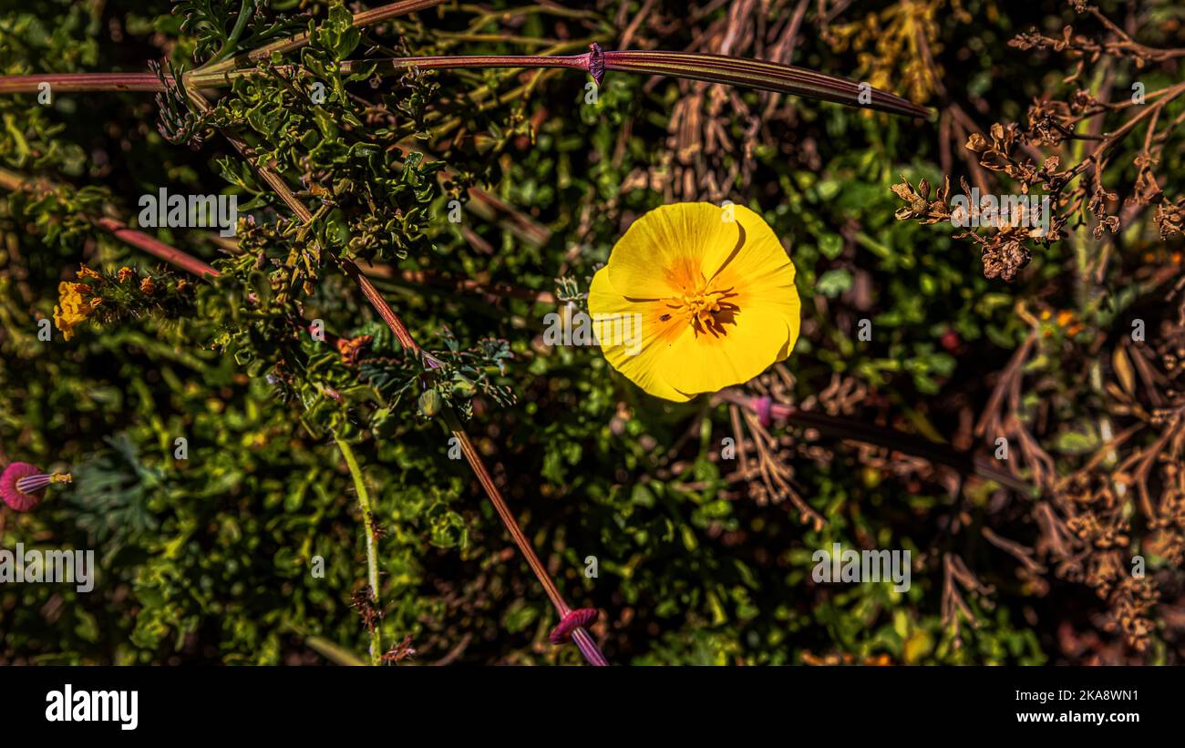 A closeup of a tiny yellow poppy growing against green plants in ...