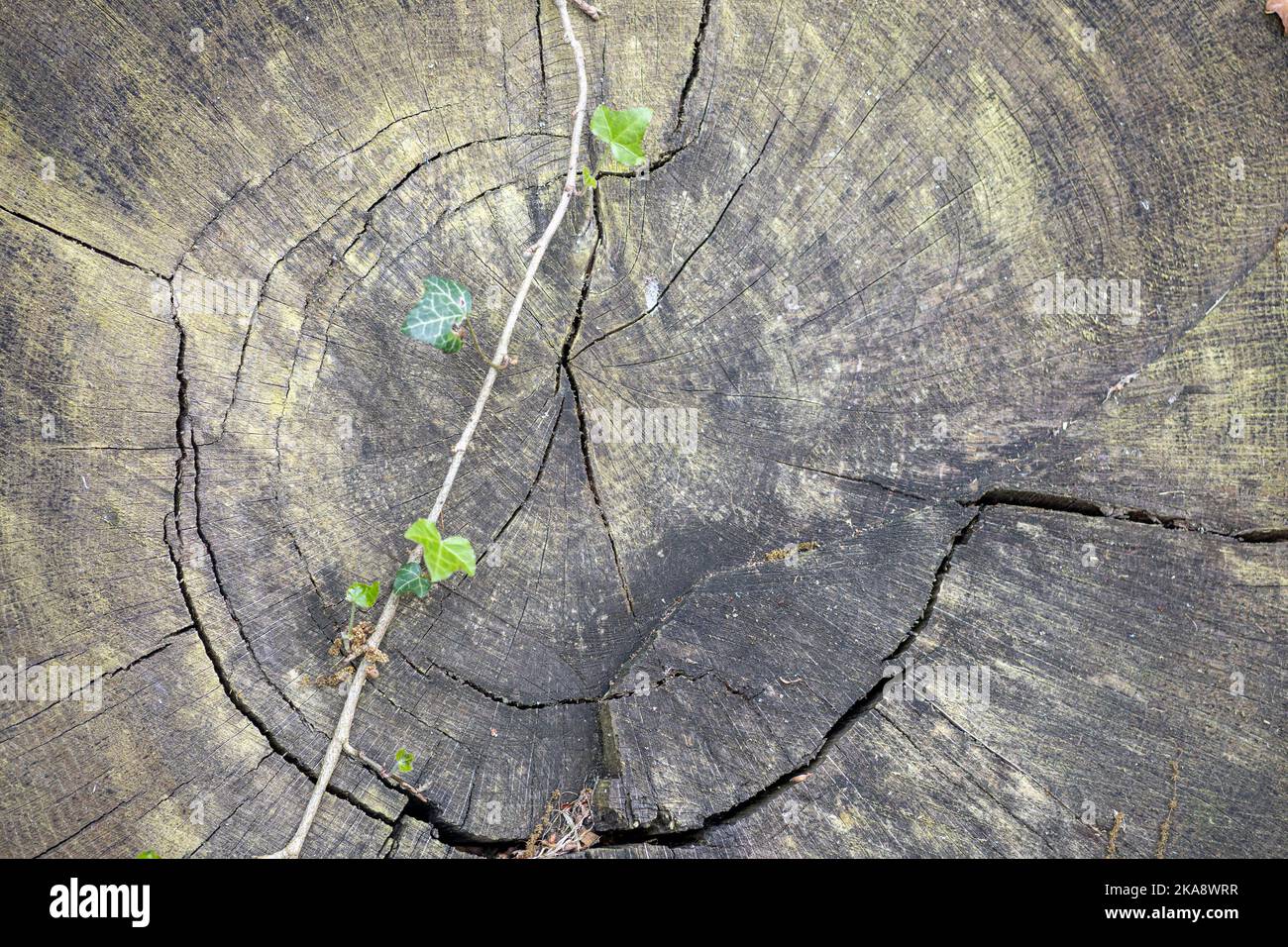 A close-up full frame of a wooden texture Stock Photo - Alamy