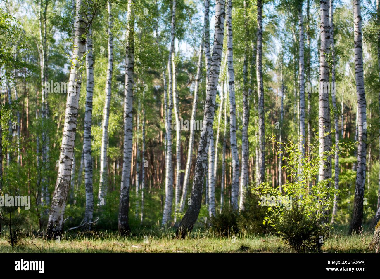 Birch wood in spring with white and black birch trunks and light green ...