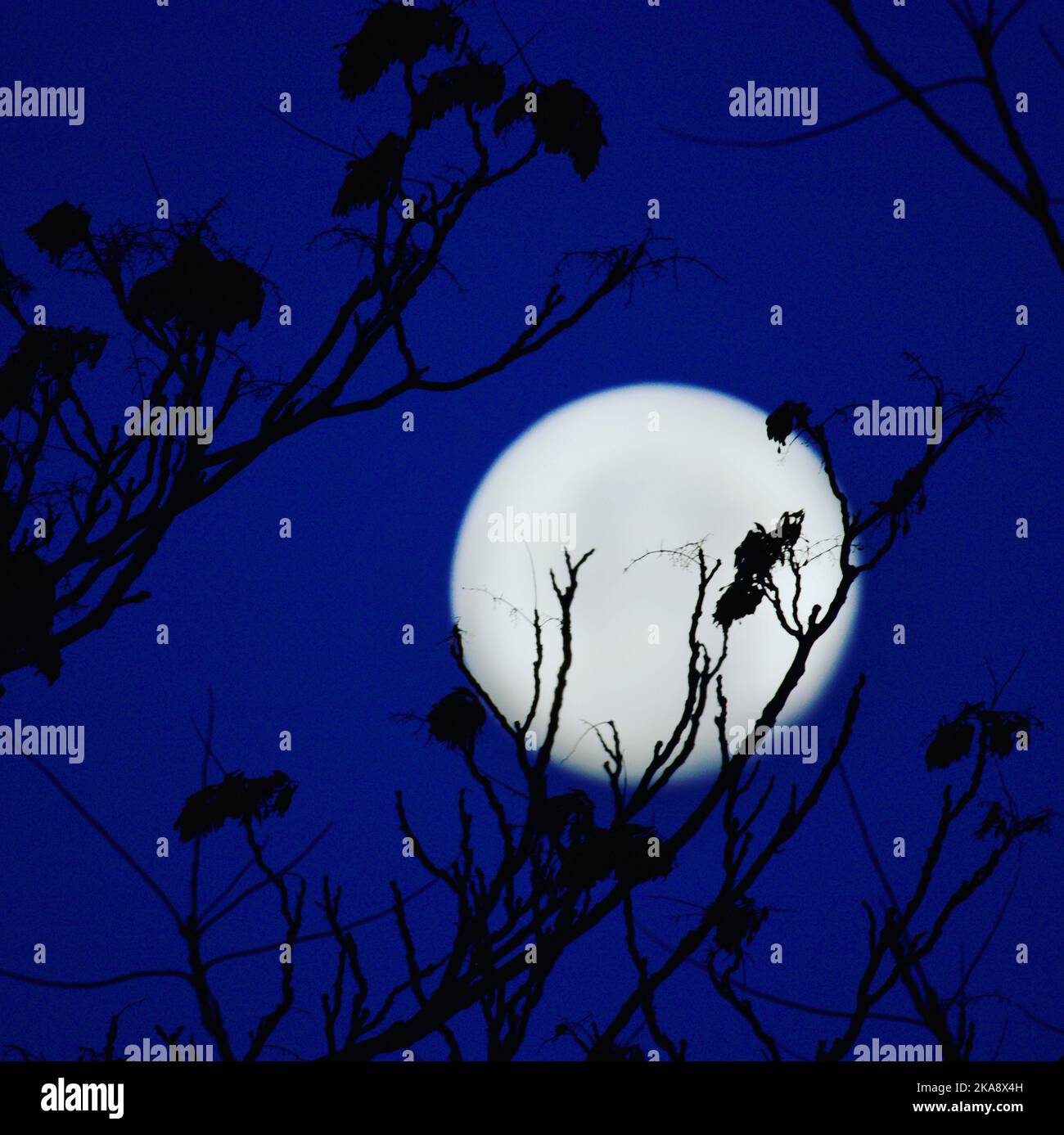 A stunning view of the Full Moon through tree branches with leaves on ...