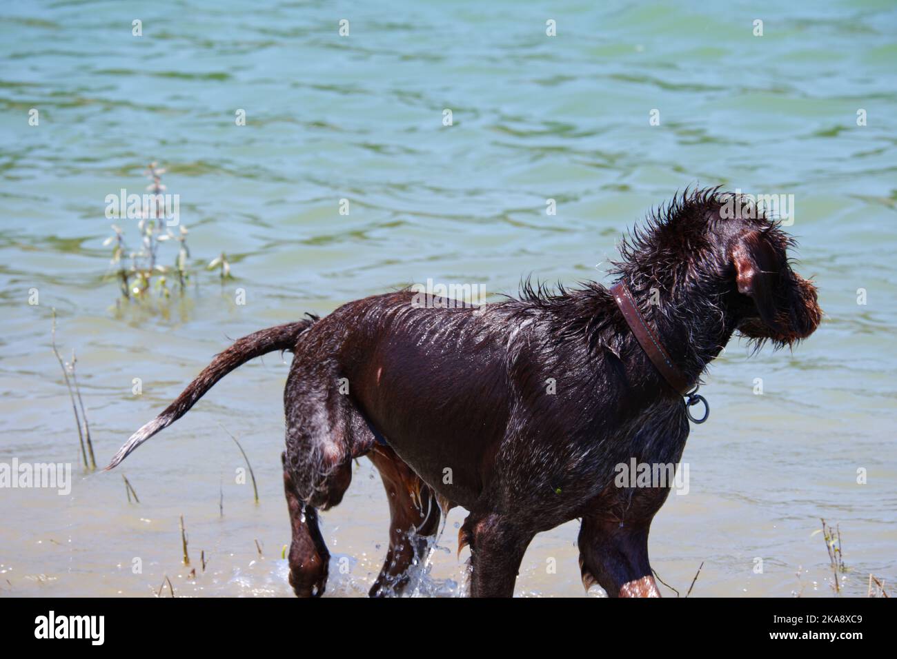 Dogs in nature at waterside in summer outdoors Stock Photo - Alamy