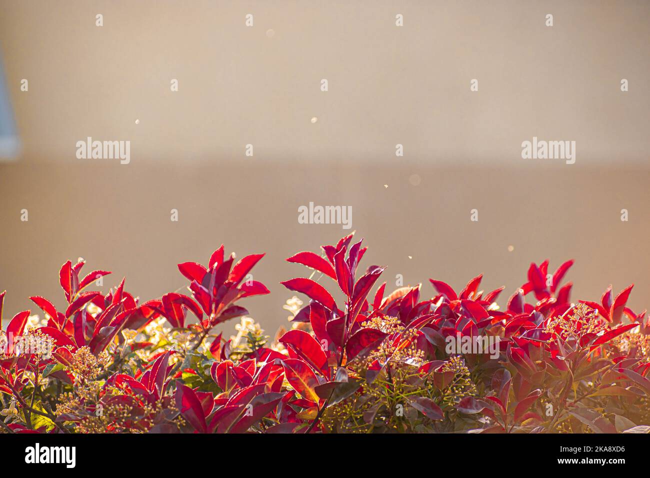 A closeup of the red foliage under sunlight, Photinia glabra, the ...