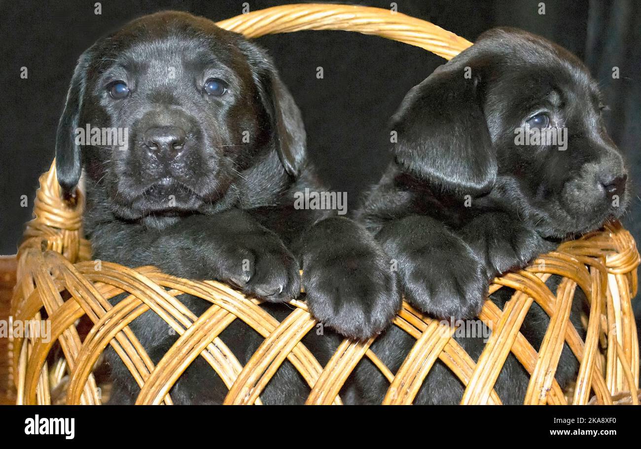 Two black Labrador puppies in a wicker basket Stock Photo - Alamy