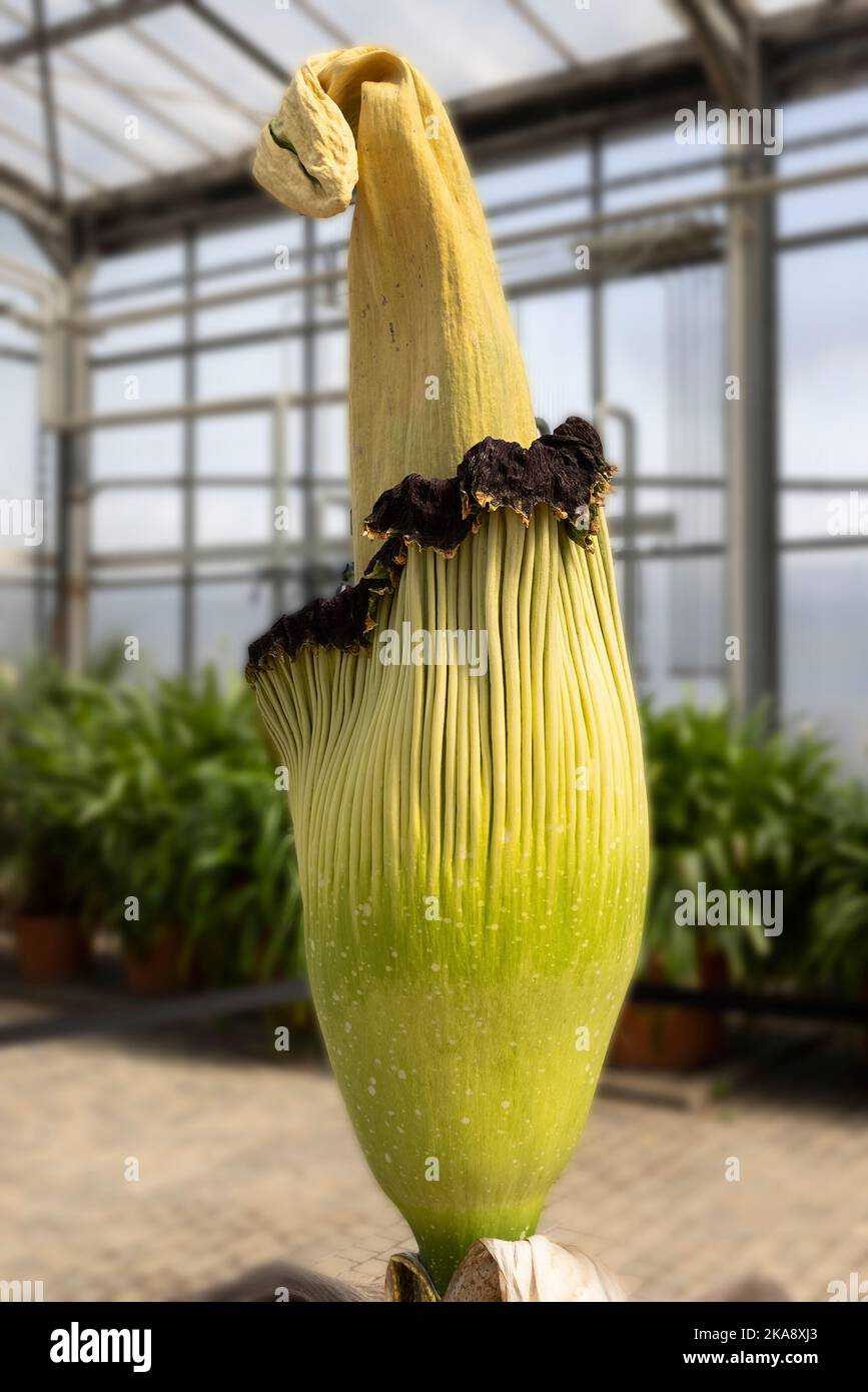 A vertical shot of the Titan arum flower in the Grugapark, Essen ...