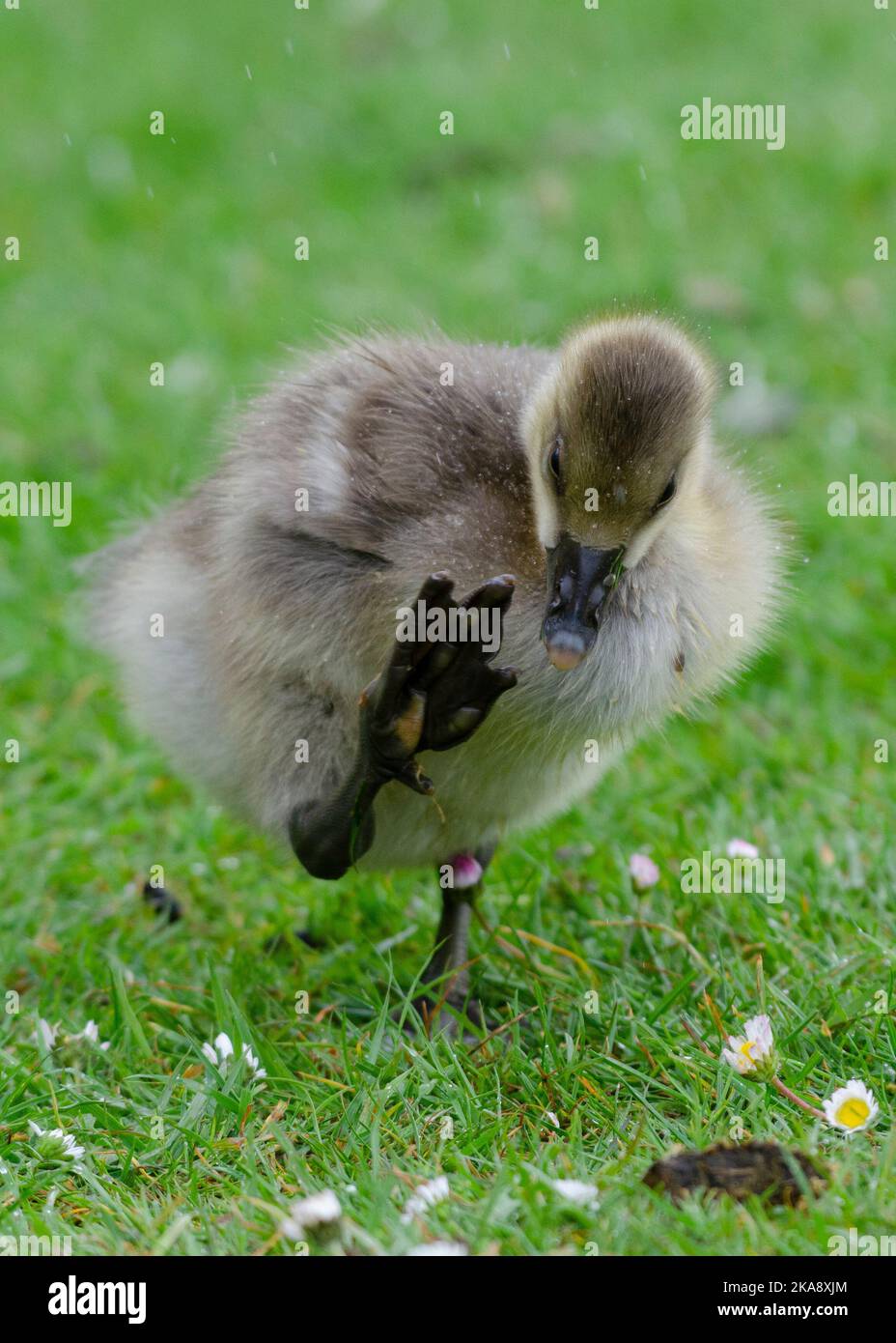 A young gosling raising its foot in a funny way Stock Photo - Alamy