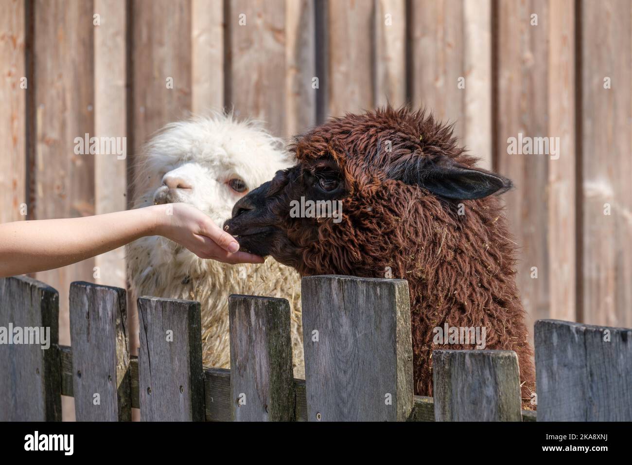 A closeup of white and brown alpacas standing by the wooden fence in ...